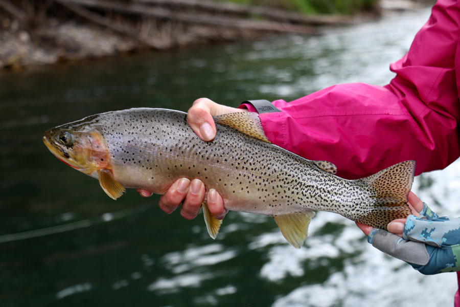 Fernie Fly Fishing, Elk River Fly Fishing with Andres Fly Fishing ...